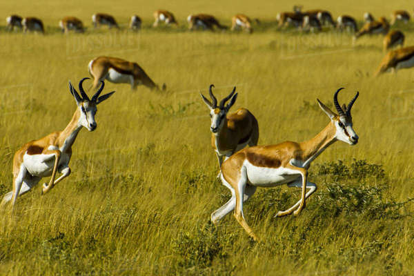 Springbok run together on the African plains. - Royalty-free Stock ...