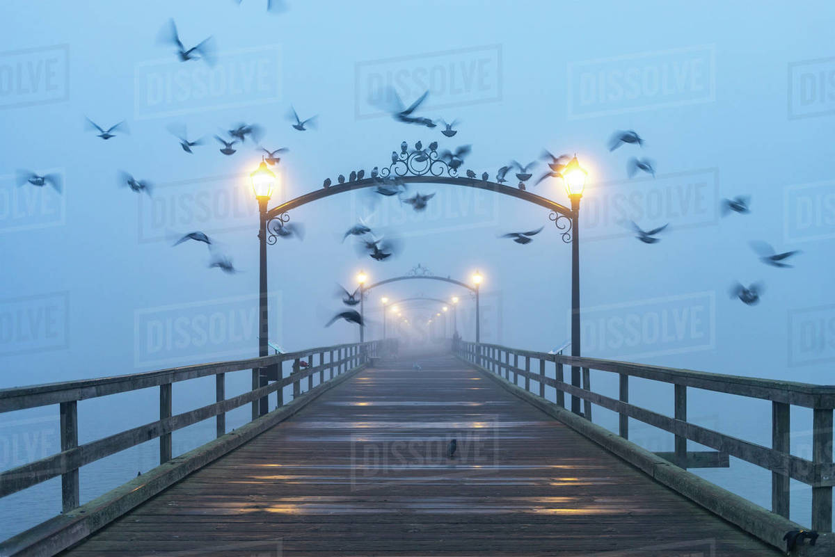 White Rock Pier illuminated in the fog with sea birds flying around the ...