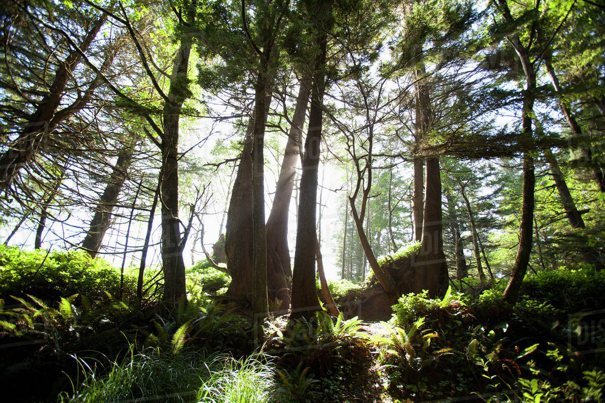 Old Growth Trees Backlit By The Sun Along The Path To Florencia Bay In ...