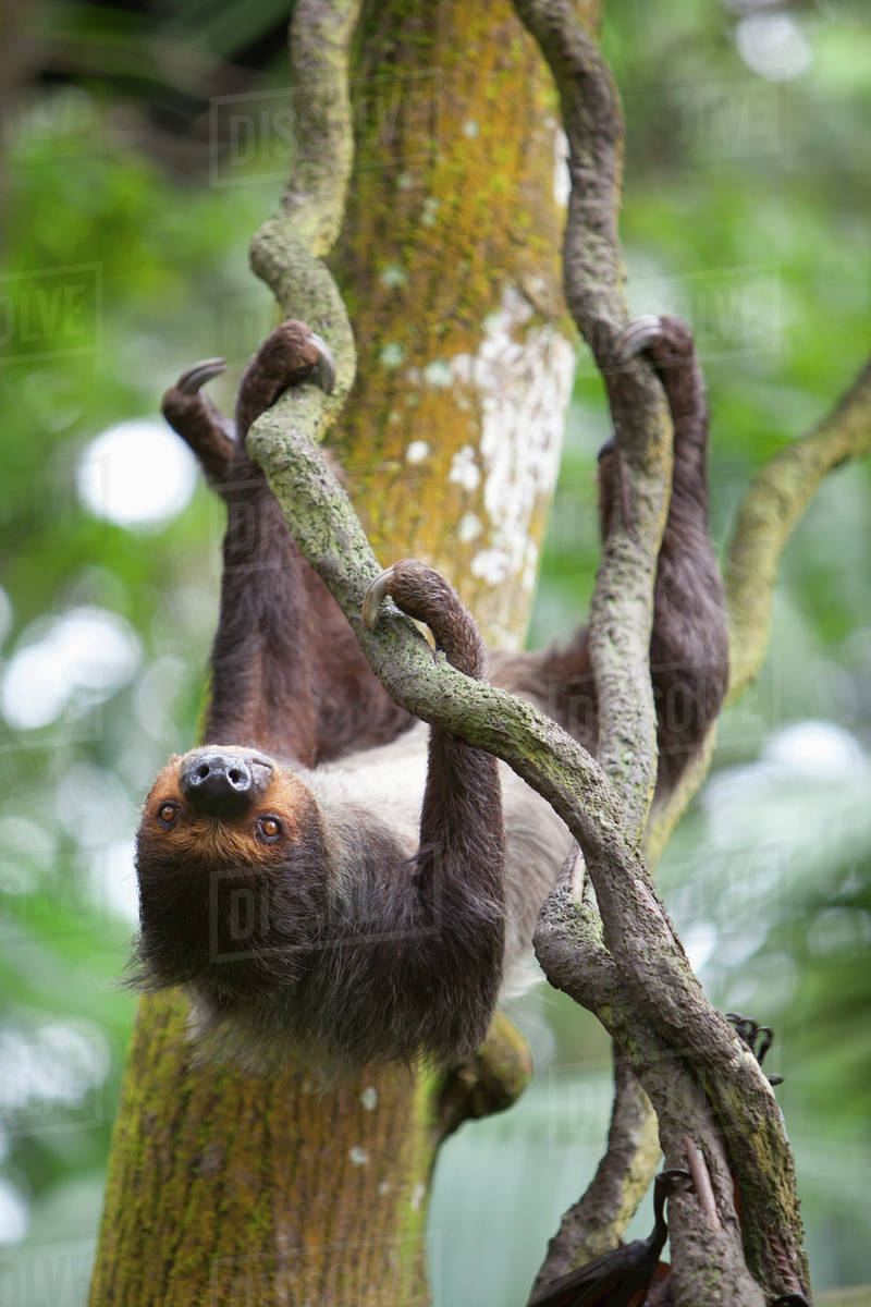 A Sloth Slowly Moves Around Upside Down In Trees At The Singapore Zoo ...