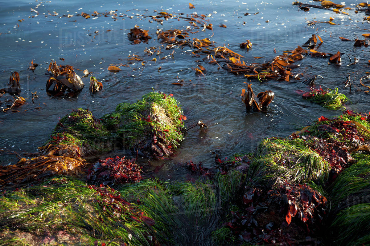 Seaweed In The Water At Ucluth Beach At Wya Point Near Ucluelet On ...