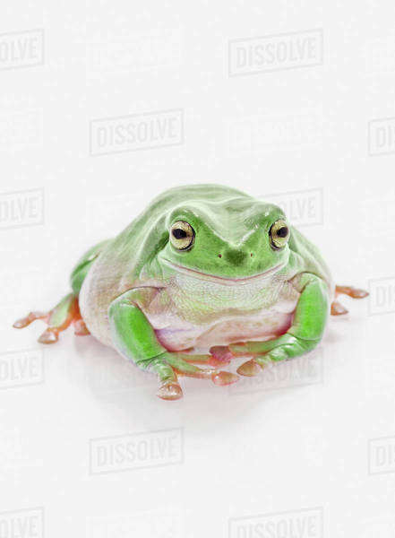 Fat Green Tree Frog On A White Background - Royalty-free Stock Photo ...