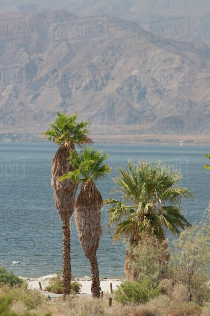 Palm Trees Along The Shoreline Of A Desert Lake With Mountain Range In ...