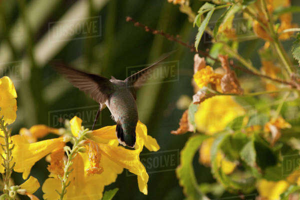 Close Up Of Hummingbird On Yellow Flowers; Palm Springs, California ...