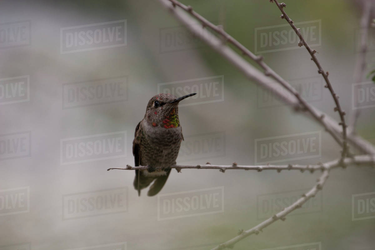 Close Up Of A Hummingbird On A Tree Branch; Palm Springs, California ...