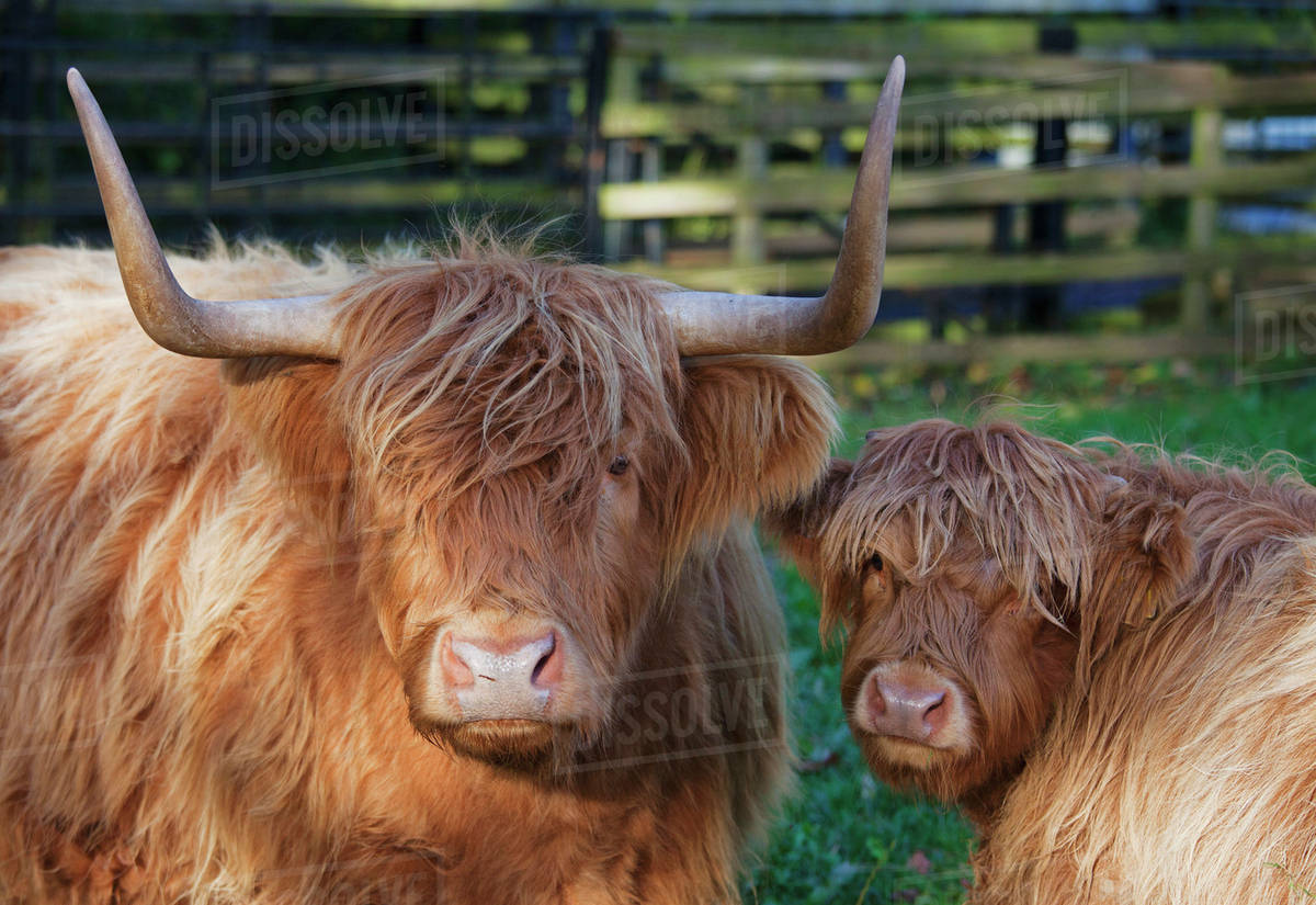 Two Yak In A Fenced Area; Scottish Borders, Scotland - Stock Photo ...