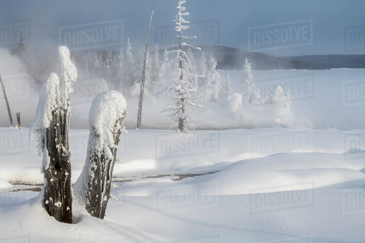 Lodgepole pine tree stumps (Pinus contorta) sticking up out of the snow banks with a snow ...