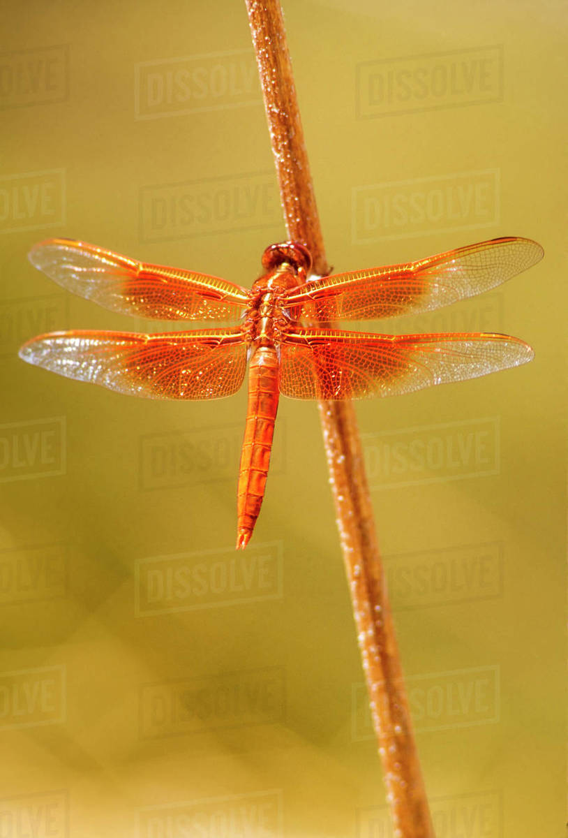 Orange dragonfly, flame skimmer (Libellula saturata) perched on a stick ...