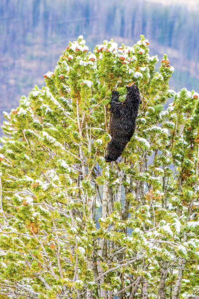American black bear (Ursus americanus) climbing up to the top of a snow ...
