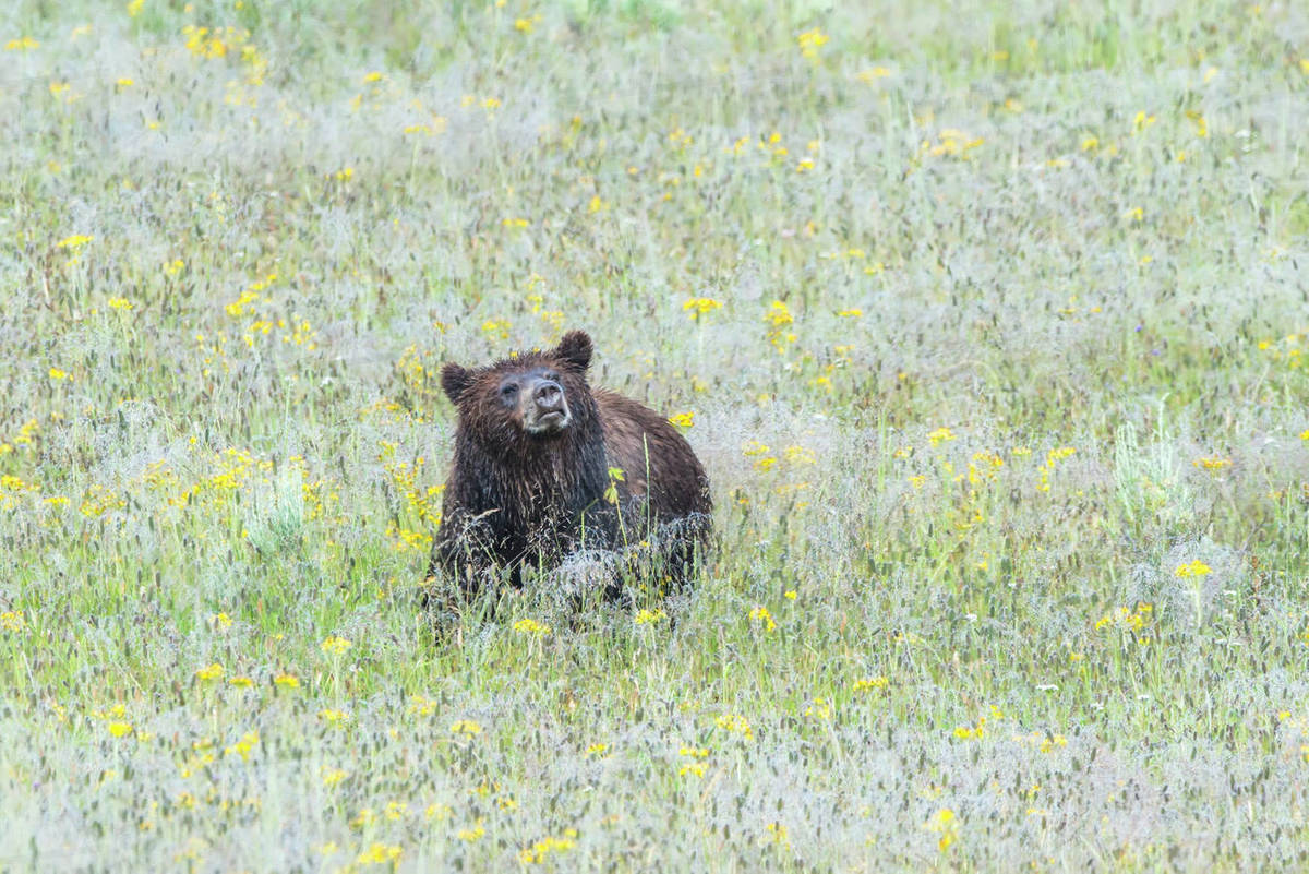 Grizzly bear (Ursus arctos horribilis) standing in wildflower meadow ...