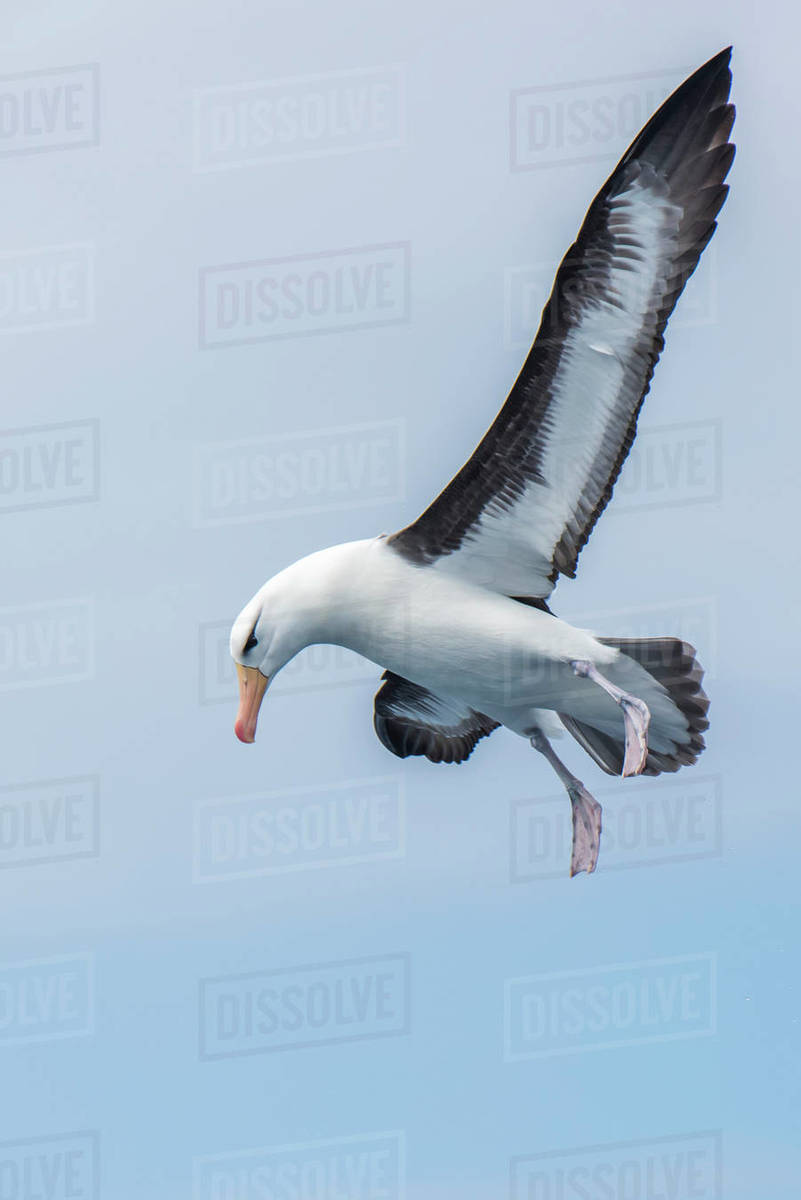 A black-browed albatross (Thalassarche melanophrys) flying against a ...