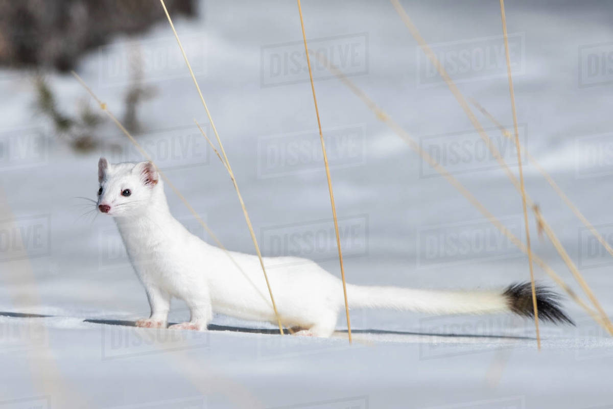 A short-tailed weasel (Mustela erminea) camouflaged in its white winter ...