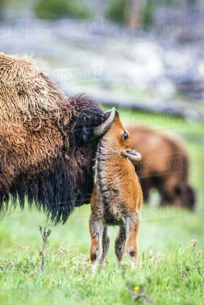 American bison calf (Bison bison) playing with adult bison's horns in a ...