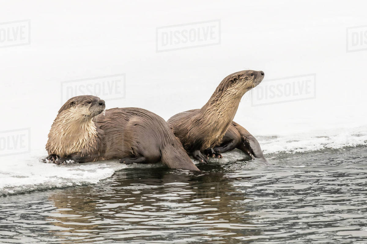 Pair of Northern river otters (Lutra canadensis) sitting along the icy ...
