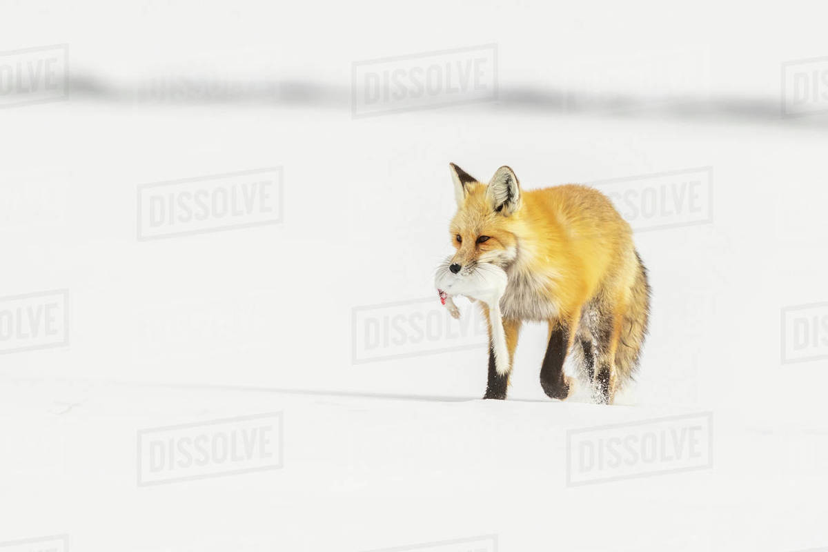 Red fox (Vulpes vulpes) carrying it prey, a long-tailed weasel (Mustela ...