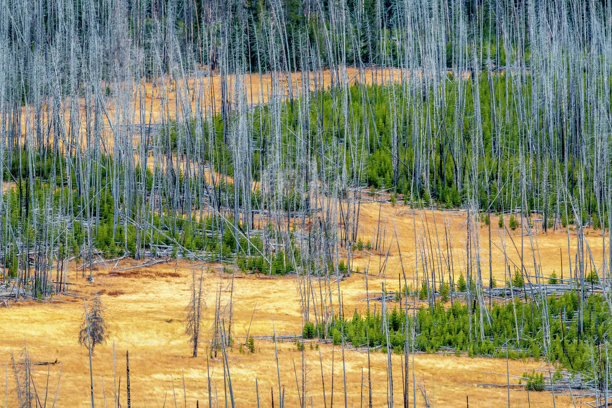 Bare lodgepole pine tree trunks (Pinus controta), remnants from the ...