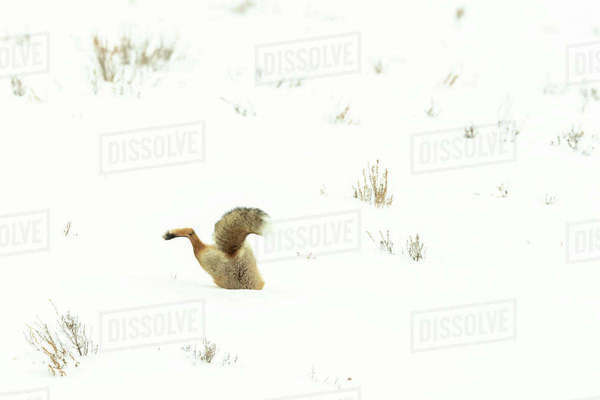 Red fox (Vulpes vulpes) diving into a snowbank to catch food with tail ...