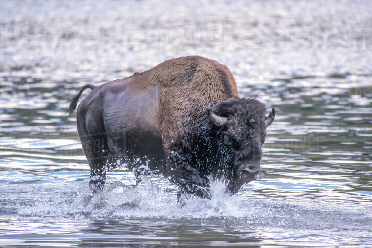 American bison (Bison bison) walking along the shore of the Yellowstone ...