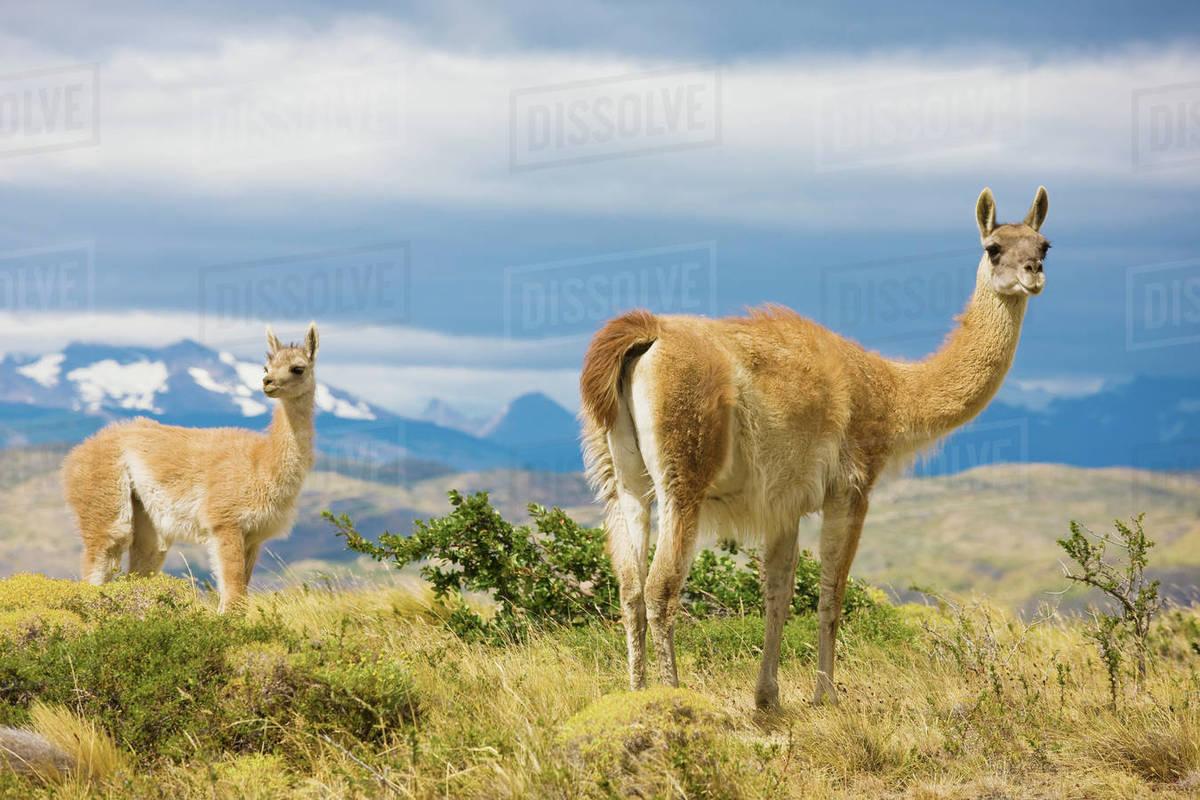 Two Guanaco (Lama Guanicoe) standing on brush with the Andes in the ...