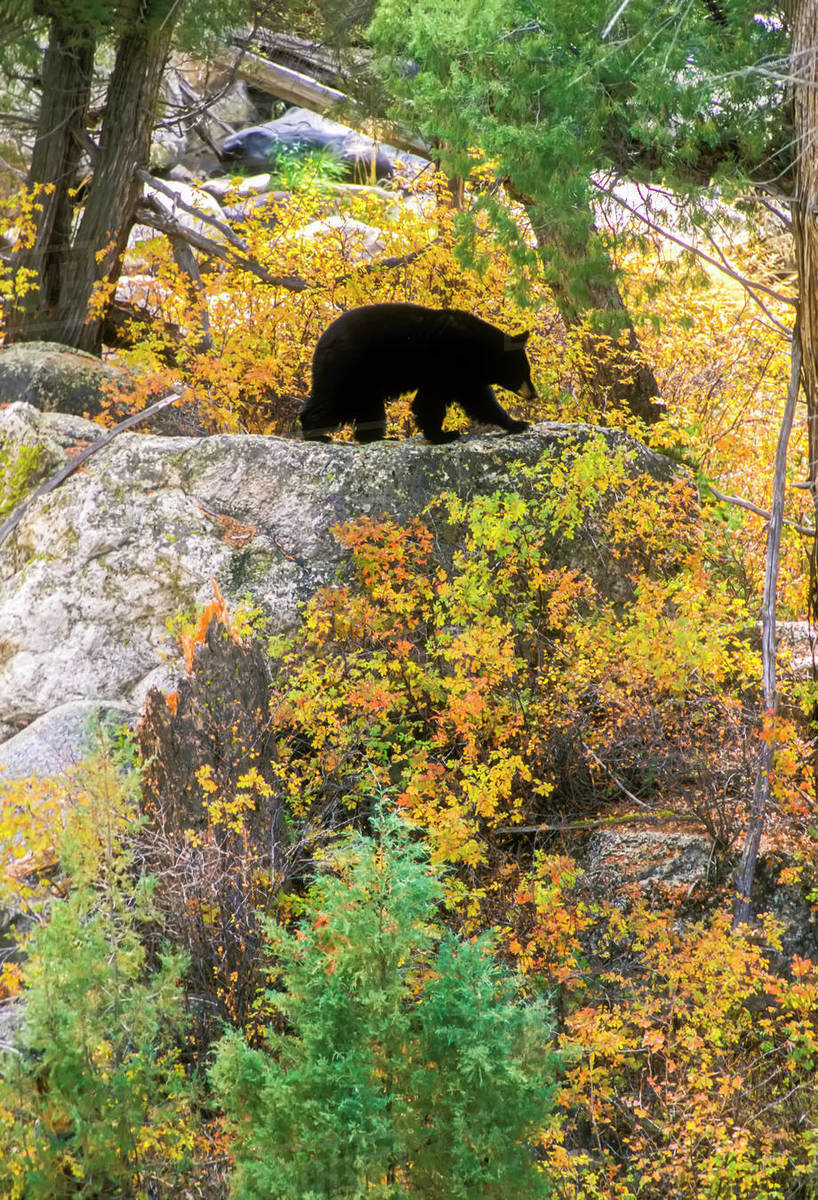 American black bear (Ursus americanus) on top of a rocky ledge foraging ...