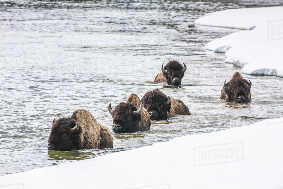 American bison (Bison bison) swimming along the shore of the ...