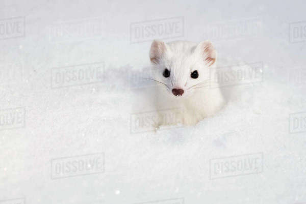 White Short-tailed weasel (Mustela erminea) in snow; Montana, United ...