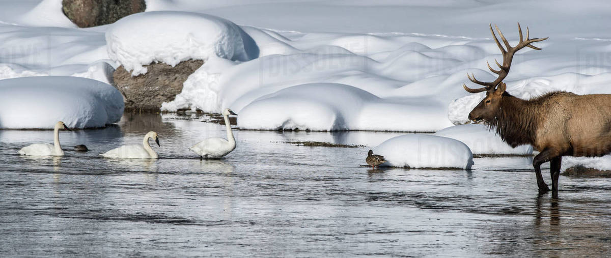 Bull Elk (Cervus canadensis) wading in the Madison River with a Mallard ...