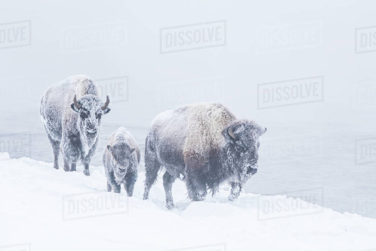 A family of snow-covered Bison (Bison bison) walking by Firehole River ...