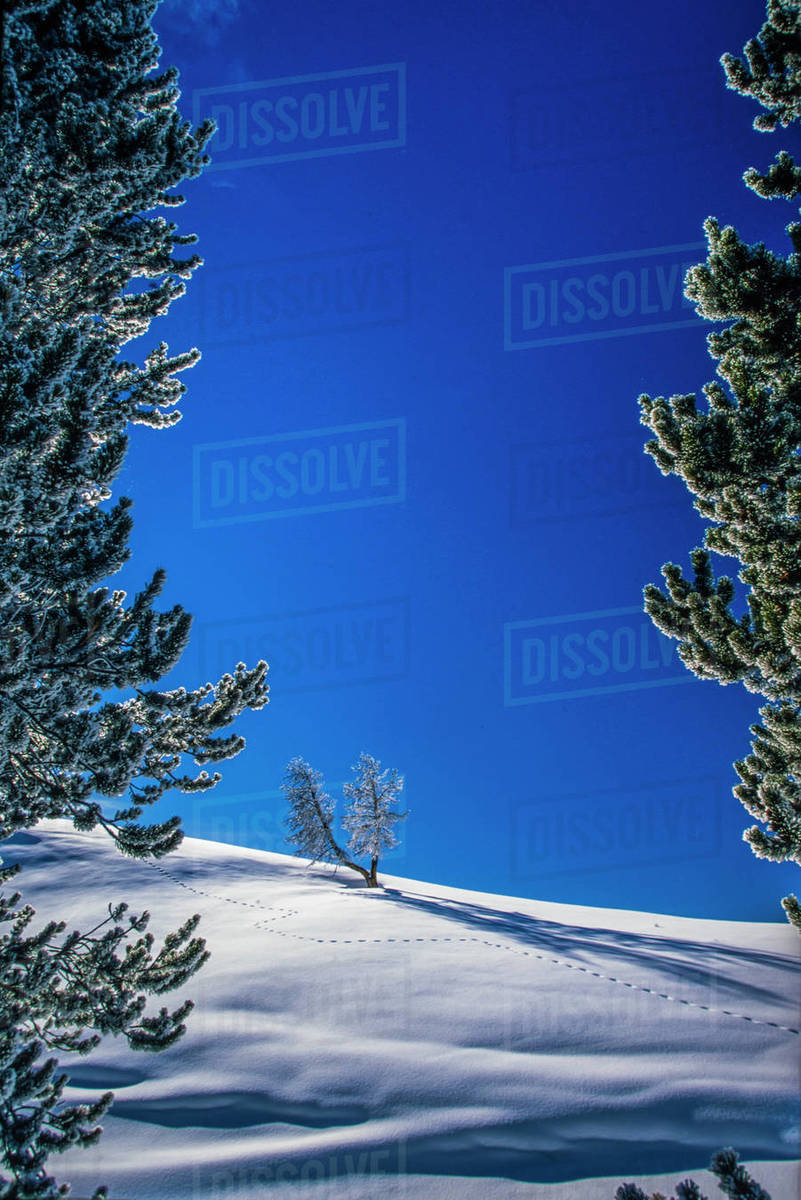 Frosty Lodgepole pines (Pinus contorta) and animal tracks running across and otherwise pristine ...