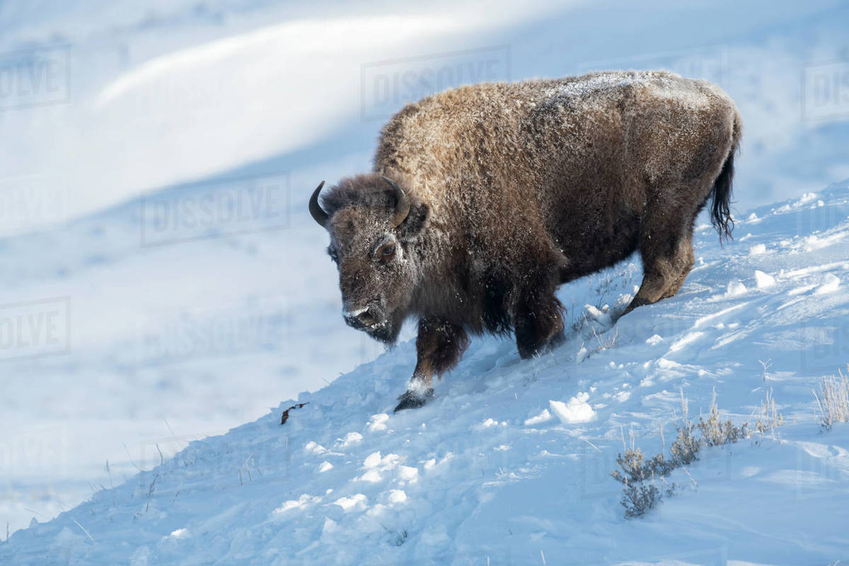 America Bison (Bison bison) walking down a snow-covered slope in ...