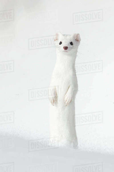 Close-up of a short-tailed weasel (Mustela erminea) standing in the ...