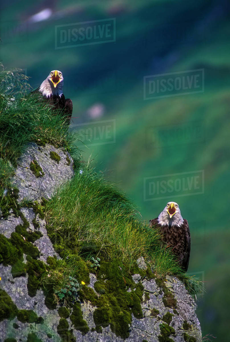 Two bald eagles (Haliaeetus leucocephalus) on a mountain cliff calling out; Alaska, United ...