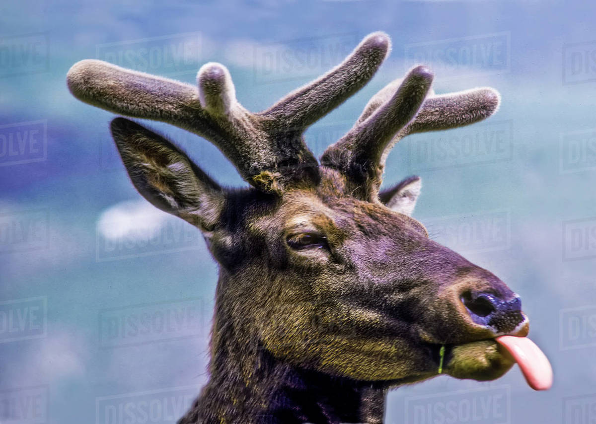 Portrait of a bull elk (Cervus canadensis) with velvety new antler ...