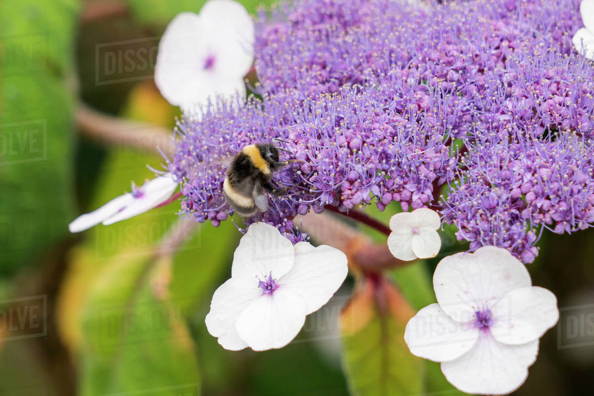 A bee lands on Mophead Hydrangea (Hydrangea macrophylla) in the garden ...