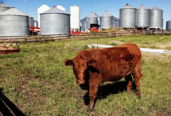Brown cow standing in a grass field inside a corral with grain bins in ...