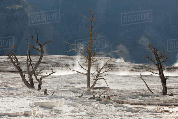 Dead trees encrusted within white mineral deposits from geothermal ...