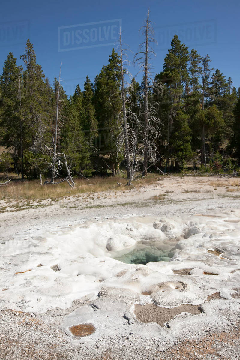 White mineral deposits from geothermal features in a geyser basin near ...