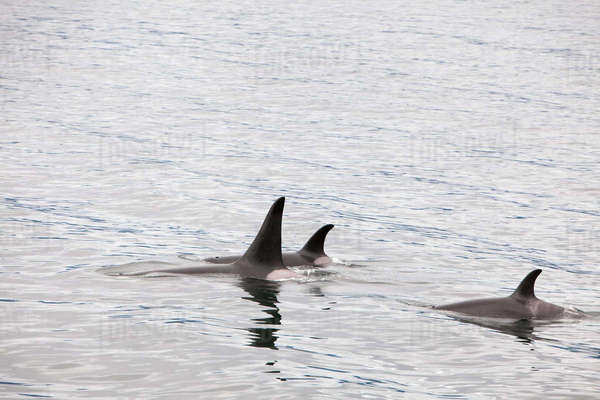 A pod of three orca whales, Orcinus Orca, breach their dorsal fins out ...