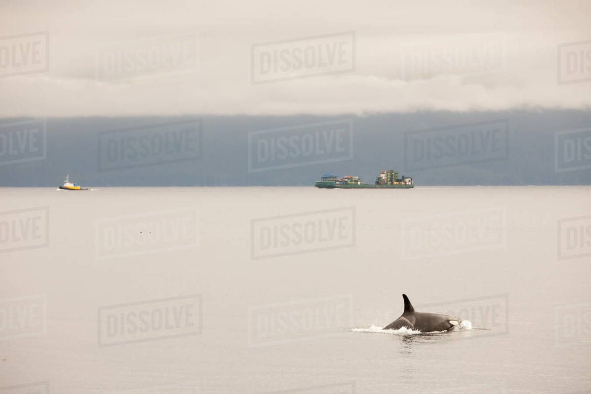 An orca whale and its dorsal fin breach the water.; Inside Passage ...