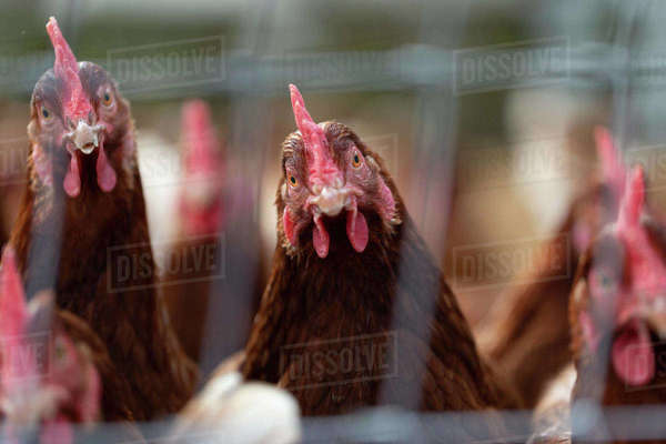 Front view of chickens (Gallus gallus domesticus) in a chicken pen at ...