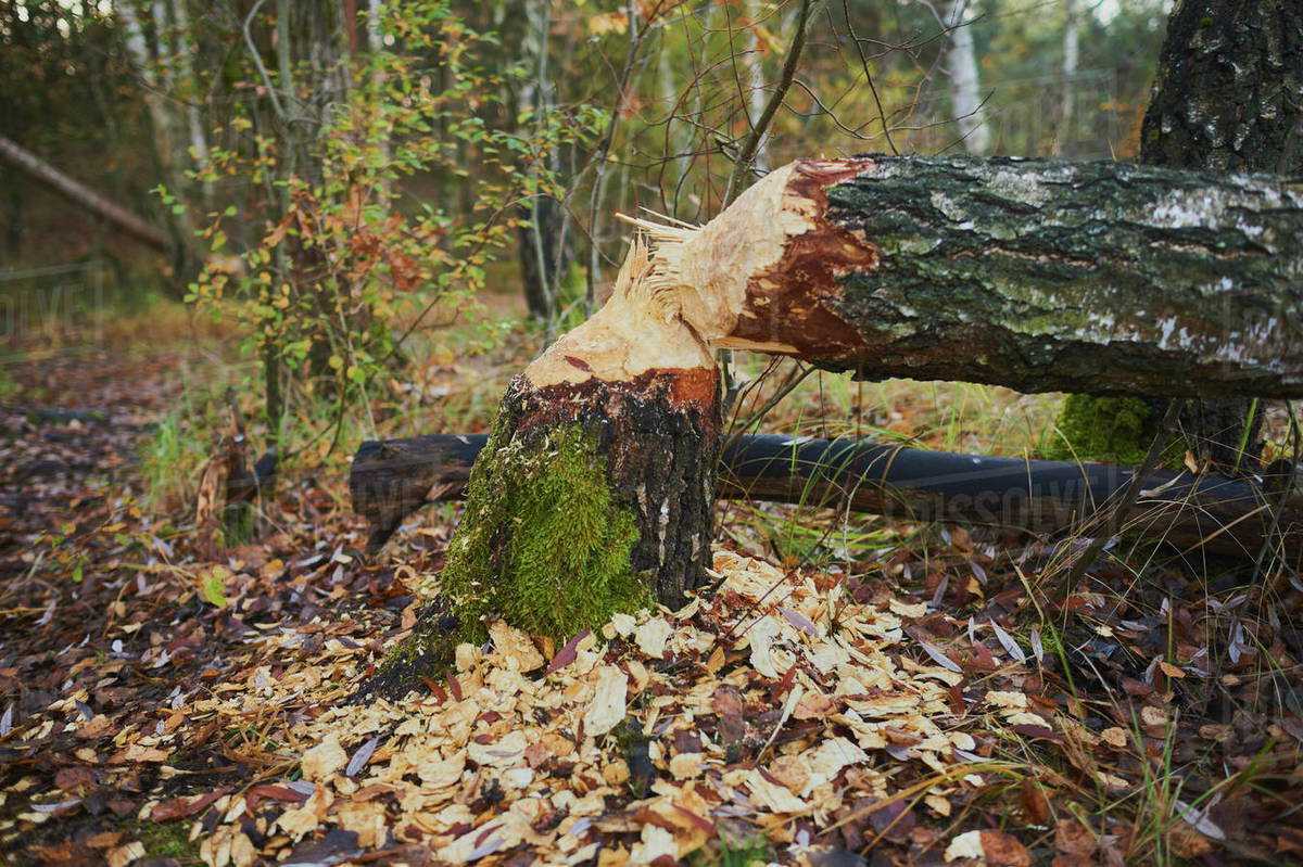 Tree damage from bites of a Eurasian beaver (Castor fiber) in a forest ...