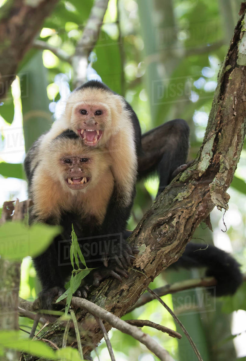 Close-up of two, white-headed capuchin monkeys (Cebus capucinus) baring ...