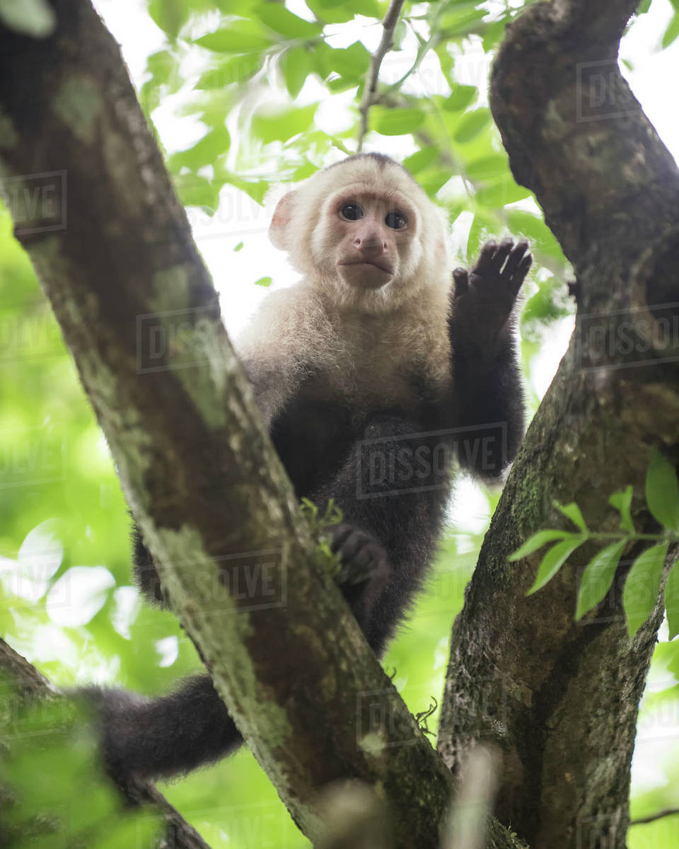 A White-headed capuchin monkey (Cebus sp.) climbs through the ...