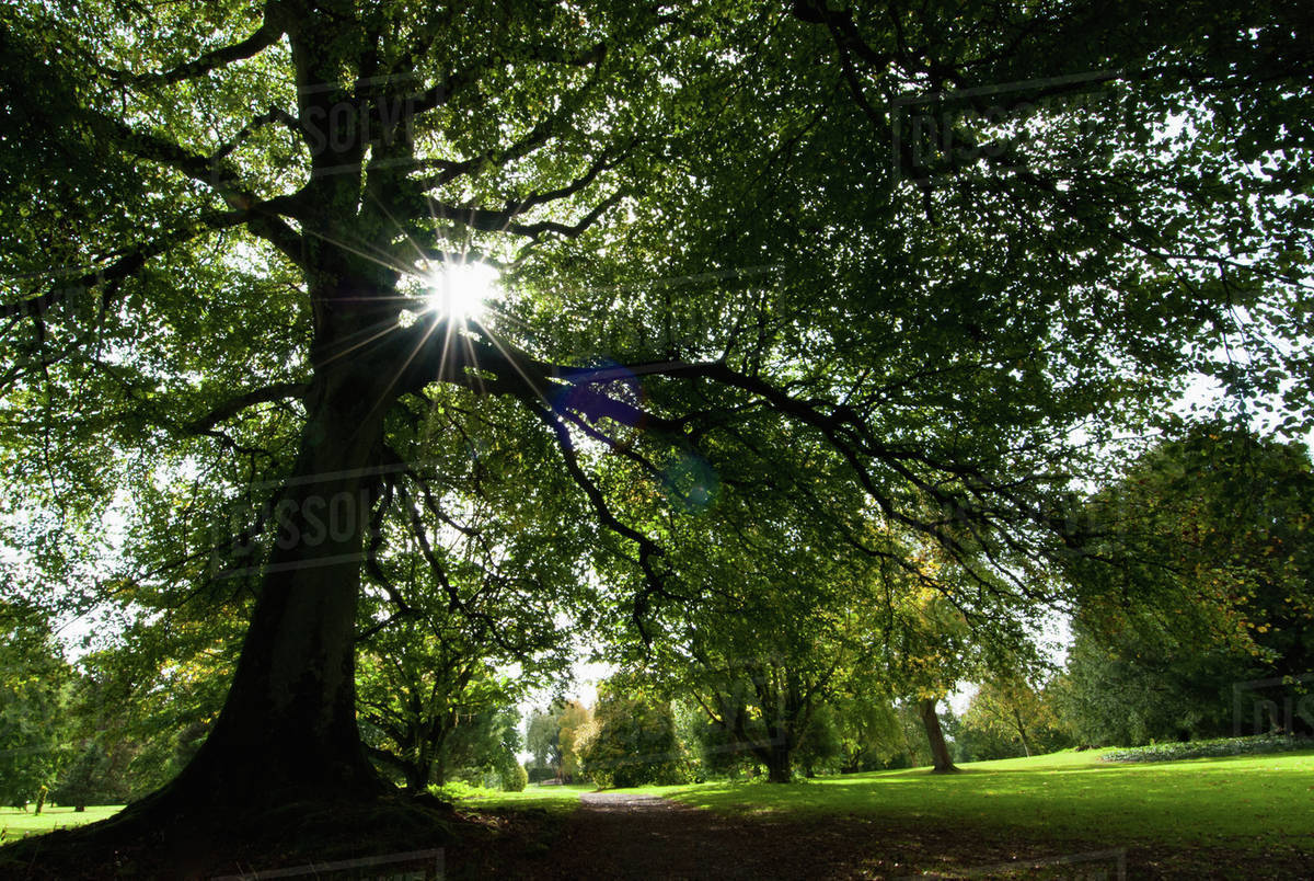Sunlight Shining Through Tree Branches; Ireland - Stock Photo - Dissolve