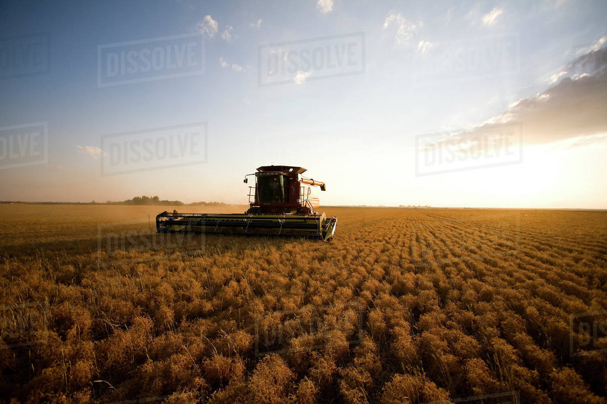 Combine Approaching In Field Of Lentils, Saskatchewan - Royalty-free ...