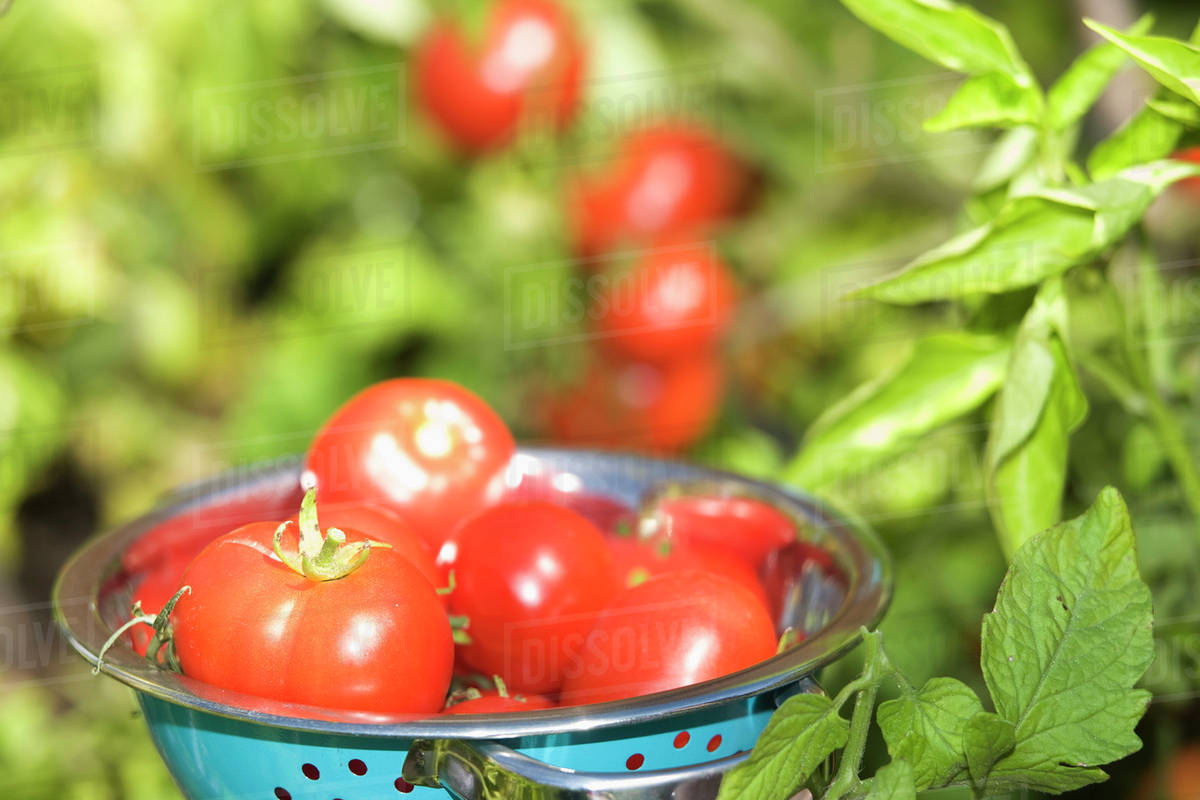 Fresh Tomatoes In Backyard Garden, Winnipeg, Canada - Stock Photo ...