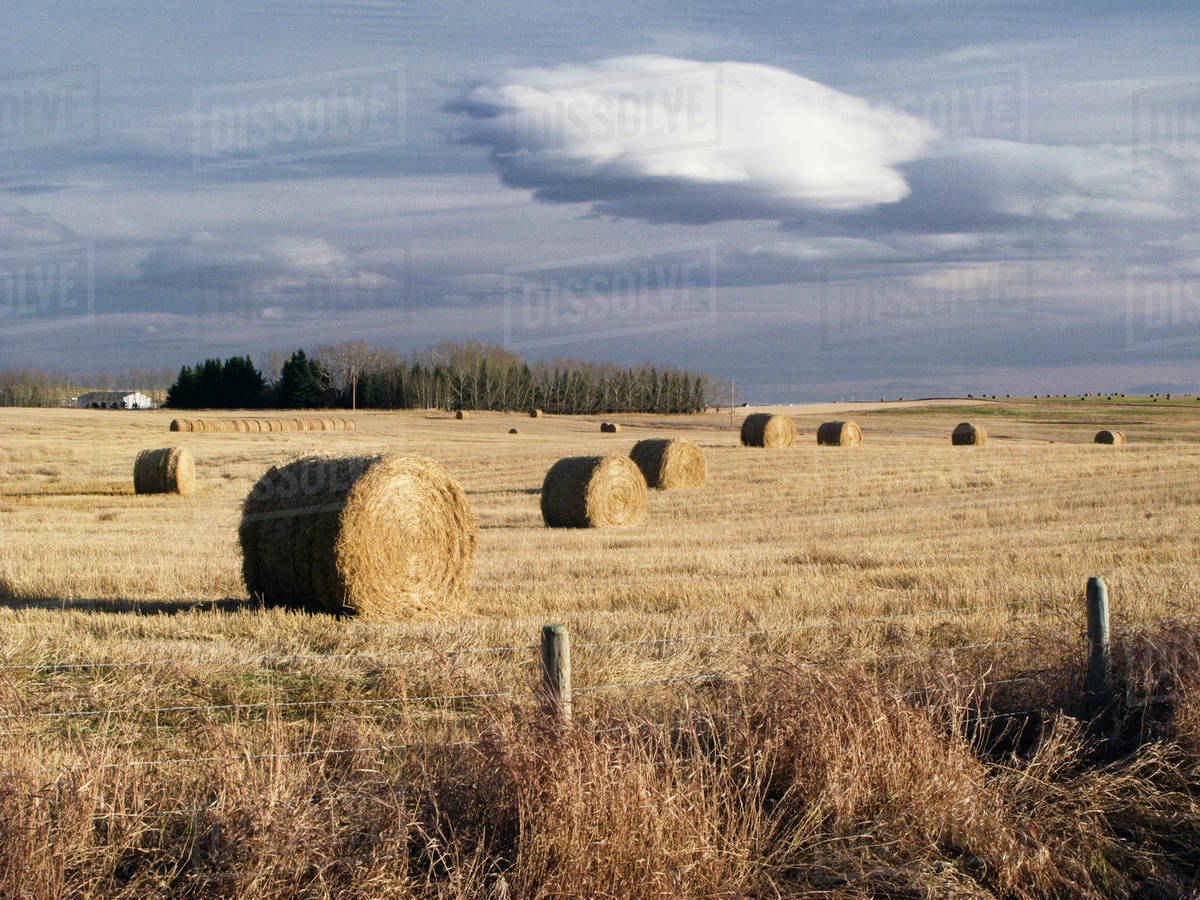 Round Bales In Field Near Cochrane, Alberta - Stock Photo - Dissolve
