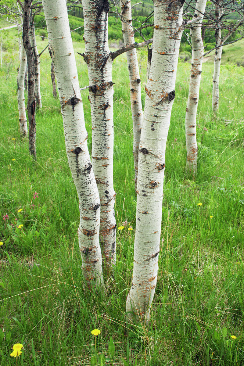 Aspen Forest (Populus Tremuloides) In The Porcupine Hills Near Maycroft ...