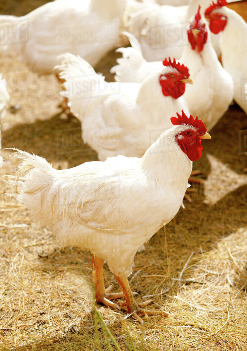 Domestic Free-Range Chickens, Saskatchewan, Canada - Royalty-free Stock ...