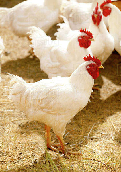 Domestic Free-Range Chickens, Saskatchewan, Canada - Royalty-free Stock ...